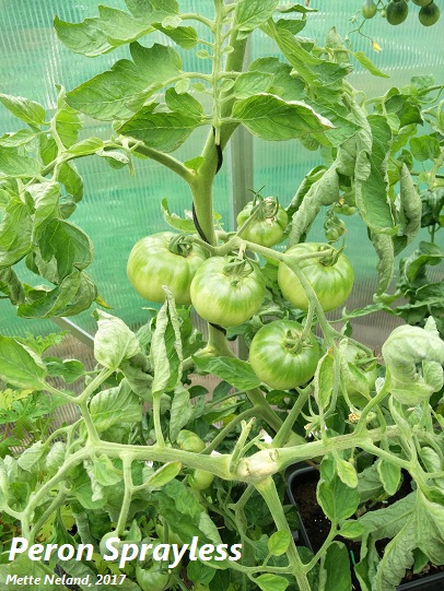 Peron Sprayless - GourmetTomater