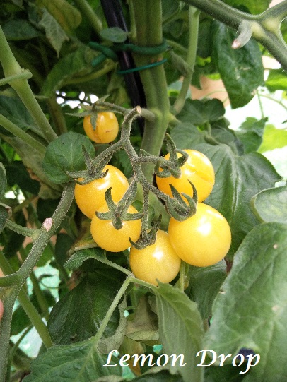 Lemon Drop - en favorit-tomat - GourmetTomater