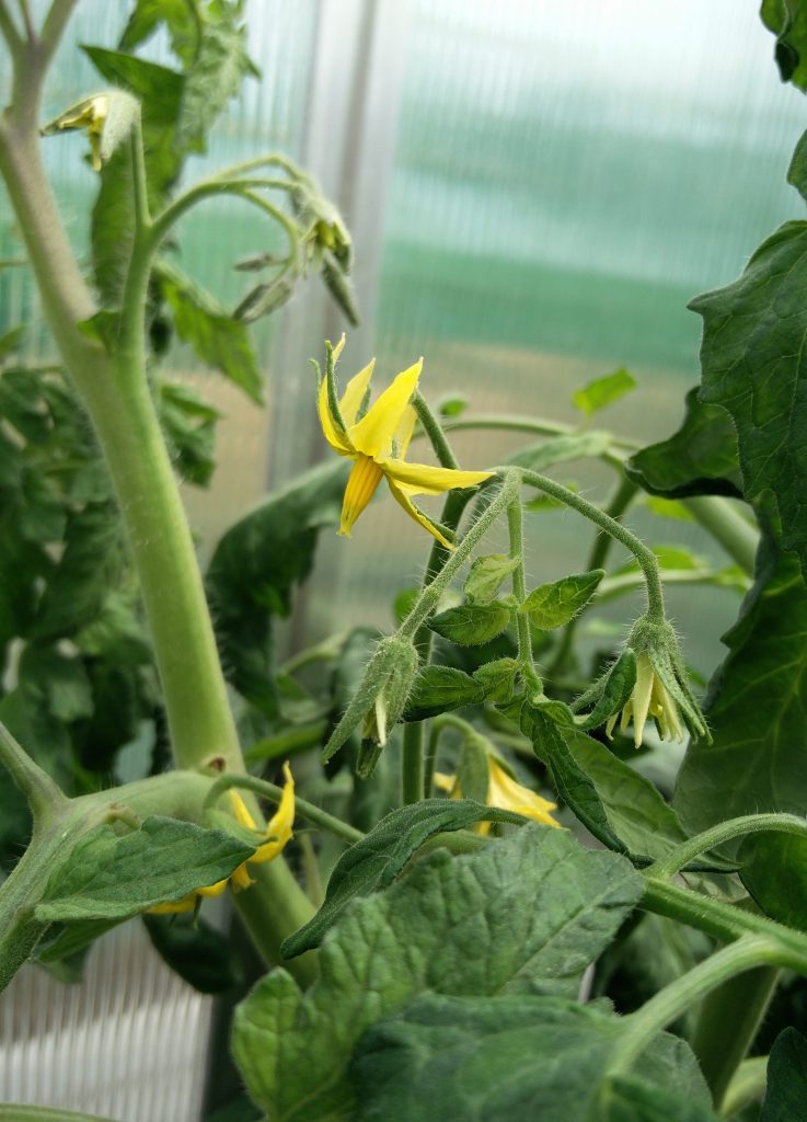 Peron Sprayless - GourmetTomater