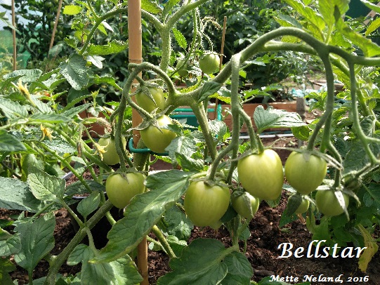 Bellstar - tomaten til henkogning - GourmetTomater