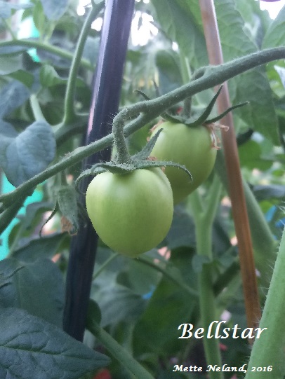 Bellstar - tomaten til henkogning - GourmetTomater