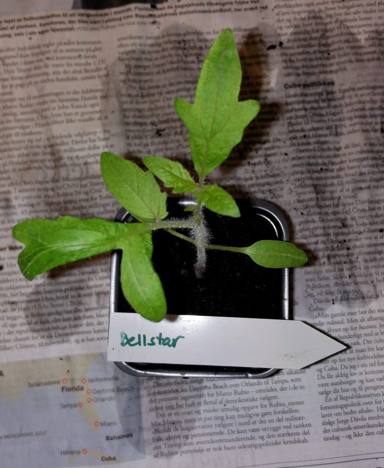 Bellstar - tomaten til henkogning - GourmetTomater