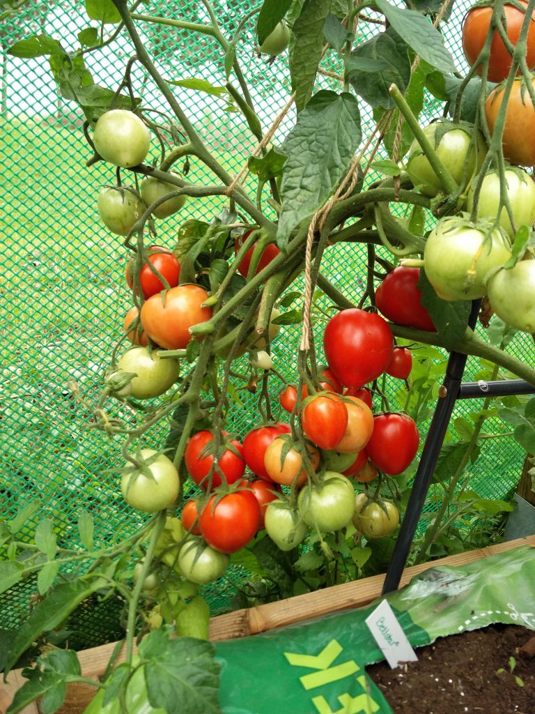 Bellstar - tomaten til henkogning - GourmetTomater