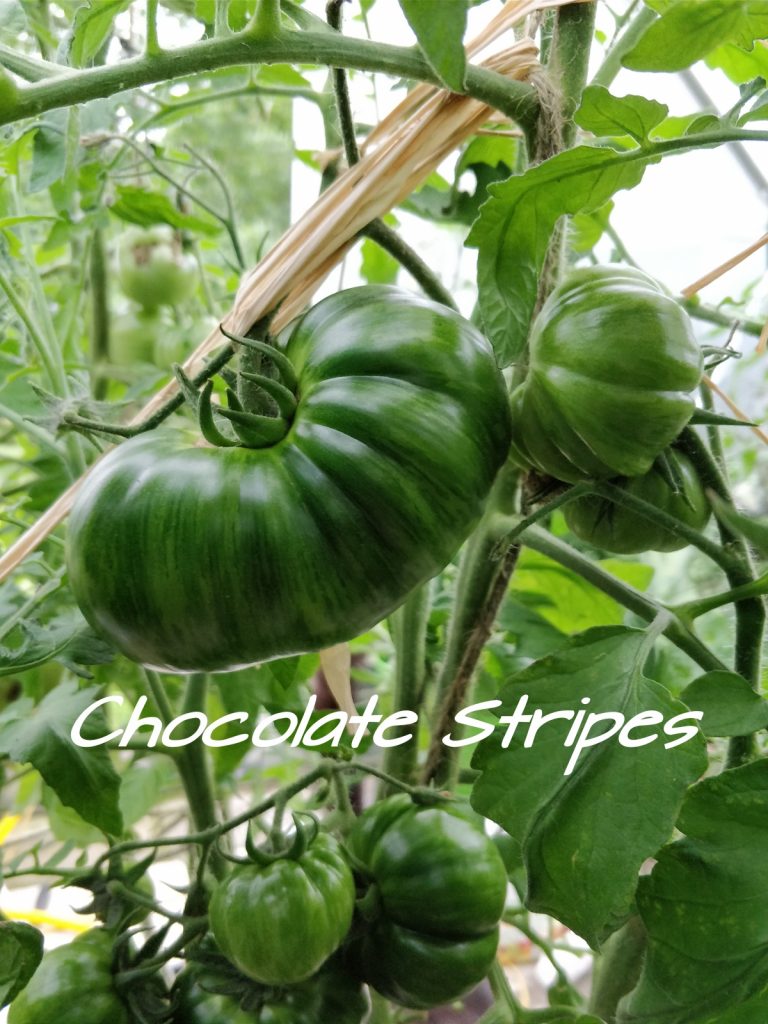 Chocolate Stripes - GourmetTomater