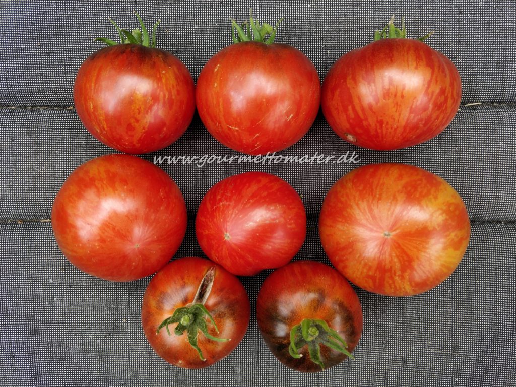 Dwarf Shadow Boxing - GourmetTomater