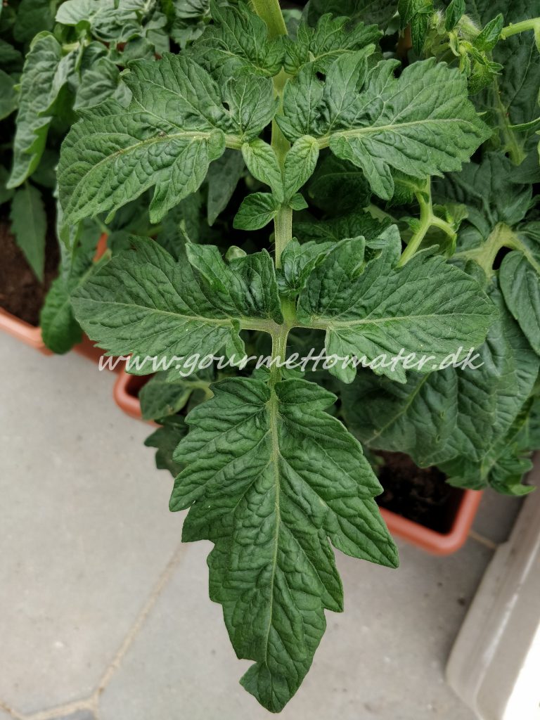 Dwarf Shadow Boxing - GourmetTomater