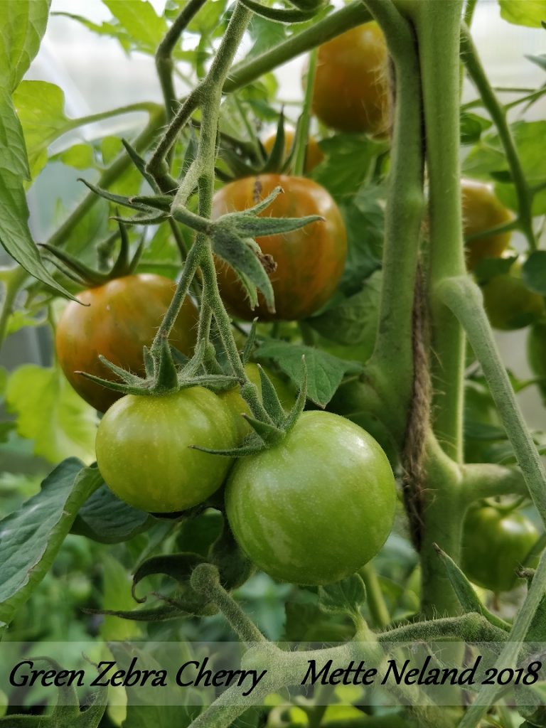 Green Zebra Cherry - GourmetTomater