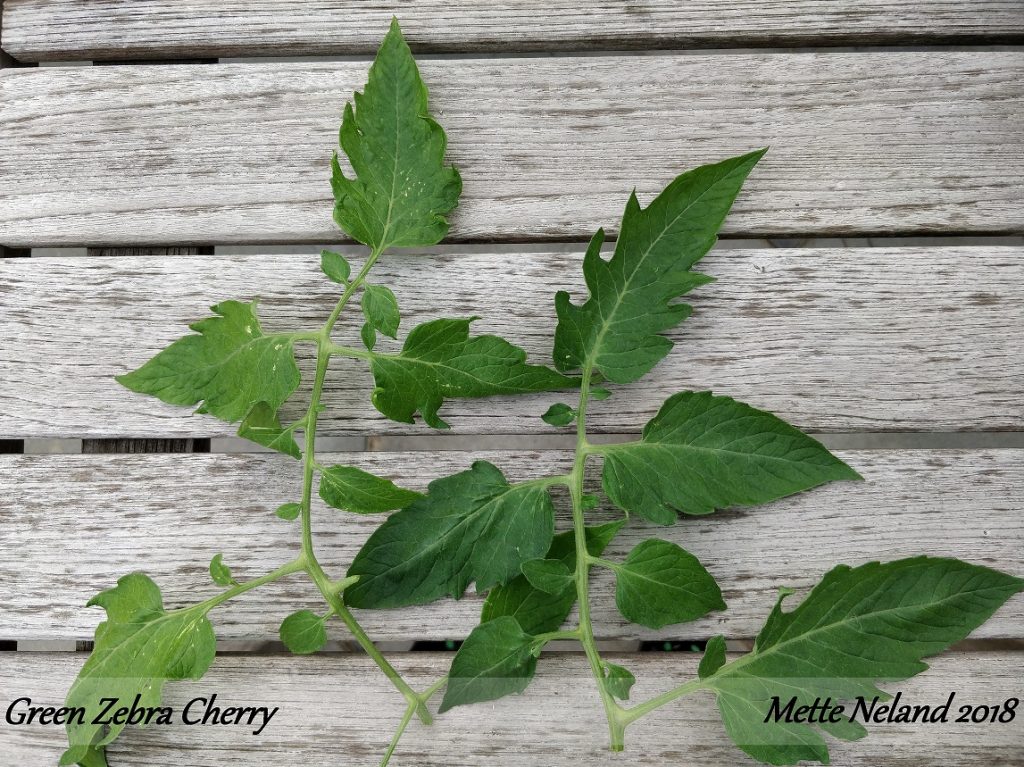 Green Zebra Cherry - GourmetTomater