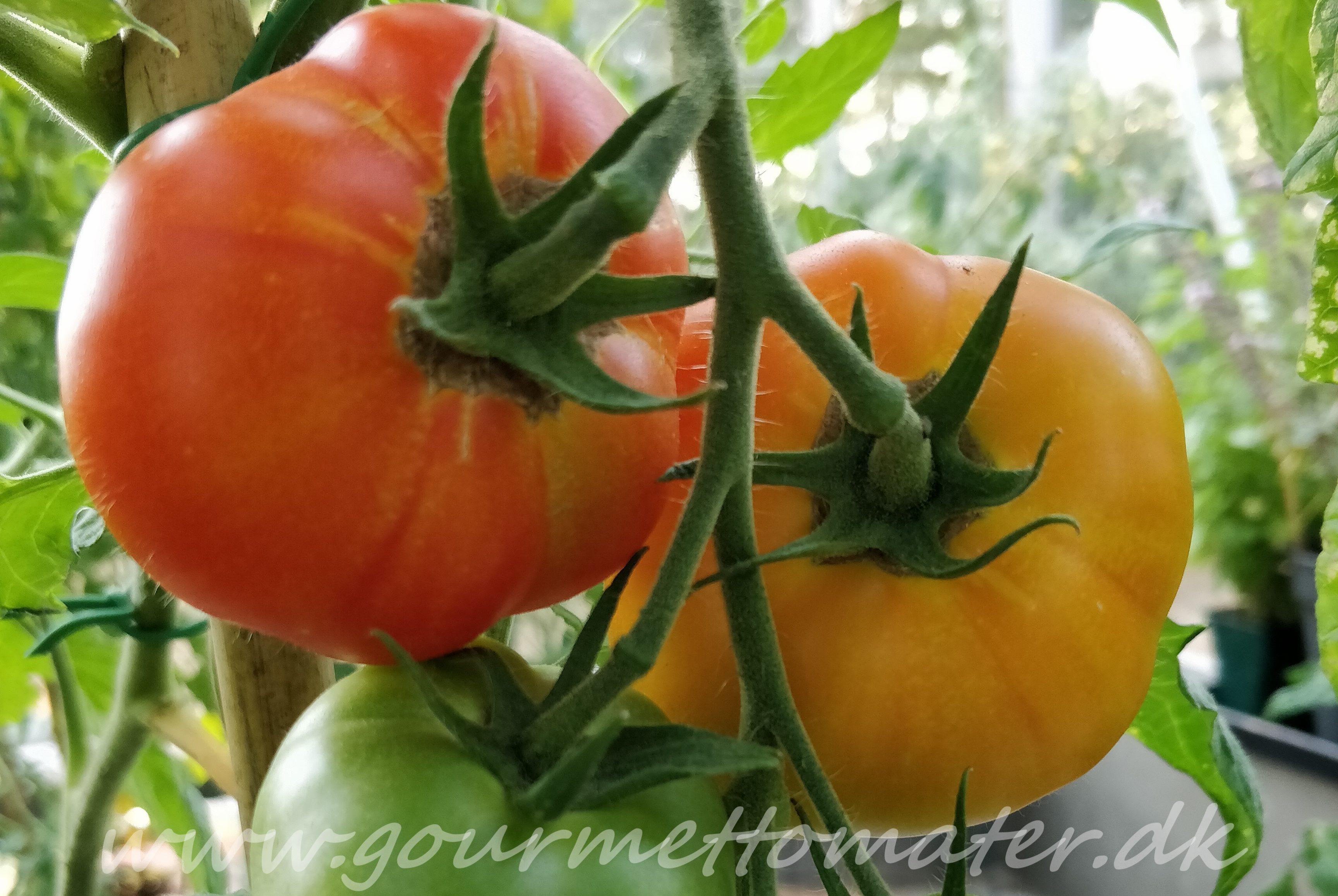 Grungy In The Sky - bicolor - GourmetTomater