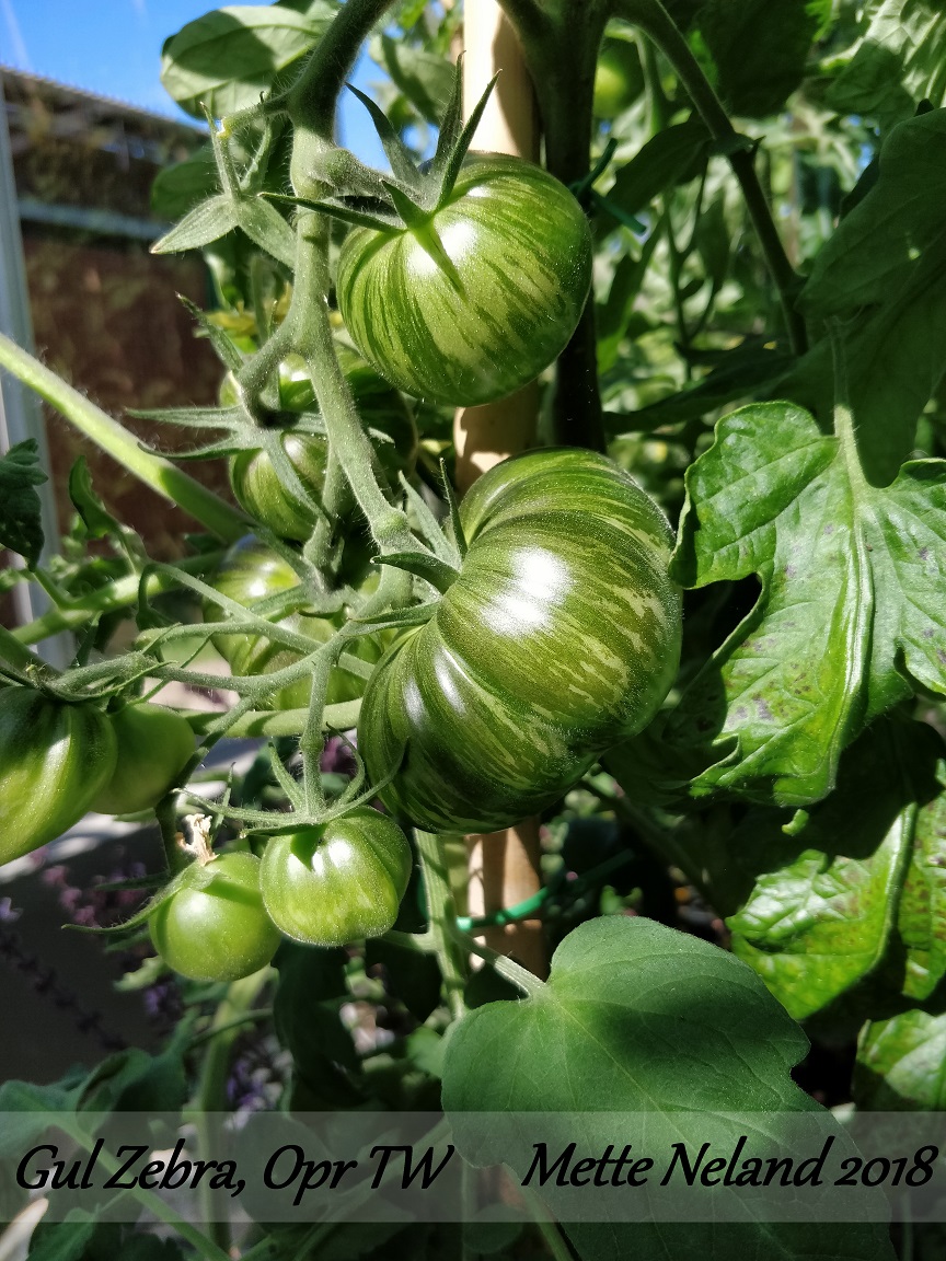 Gul Zebra - en ustabil Tom Wagner tomat - GourmetTomater