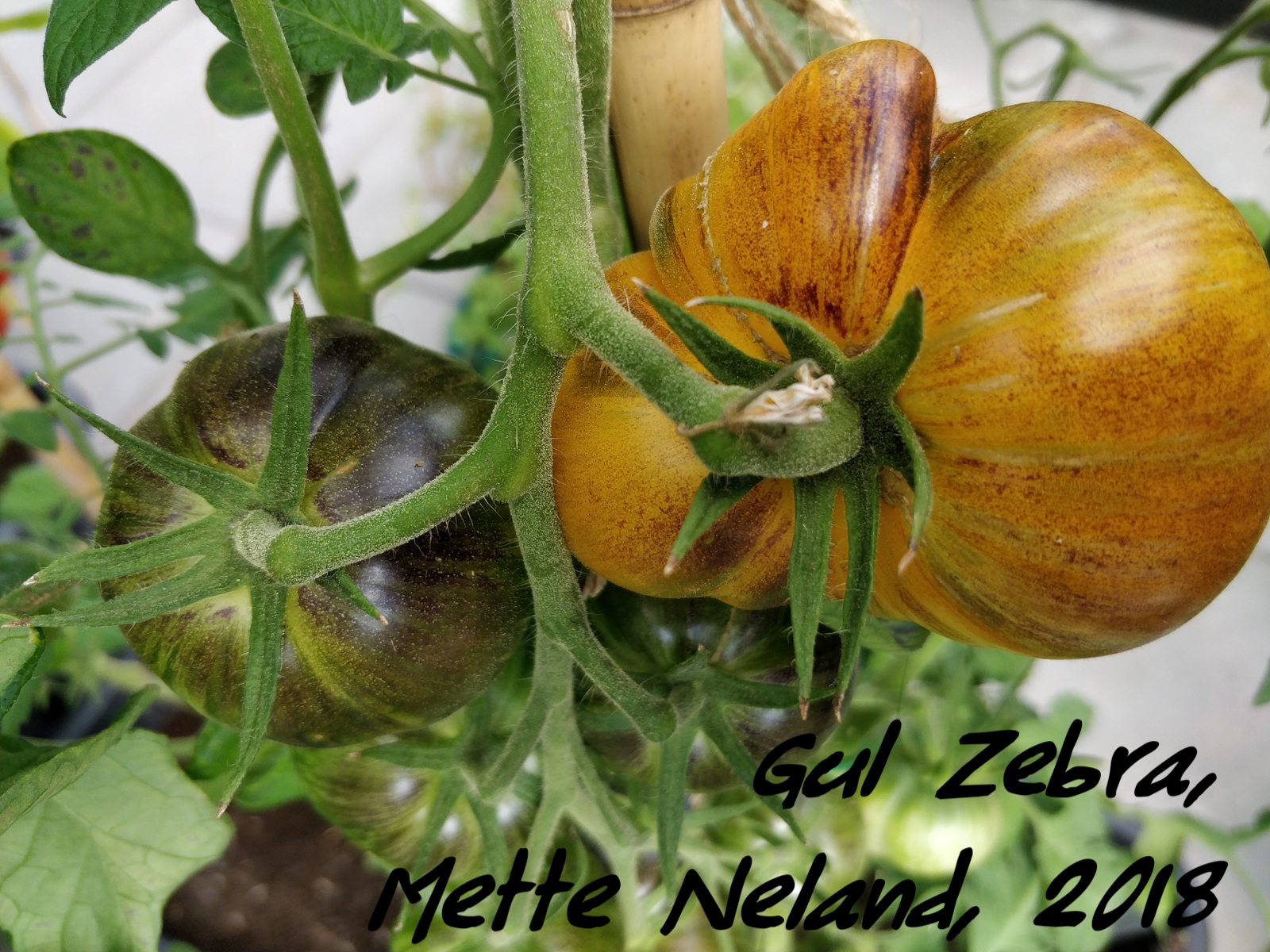Gul Zebra - en ustabil Tom Wagner tomat - GourmetTomater