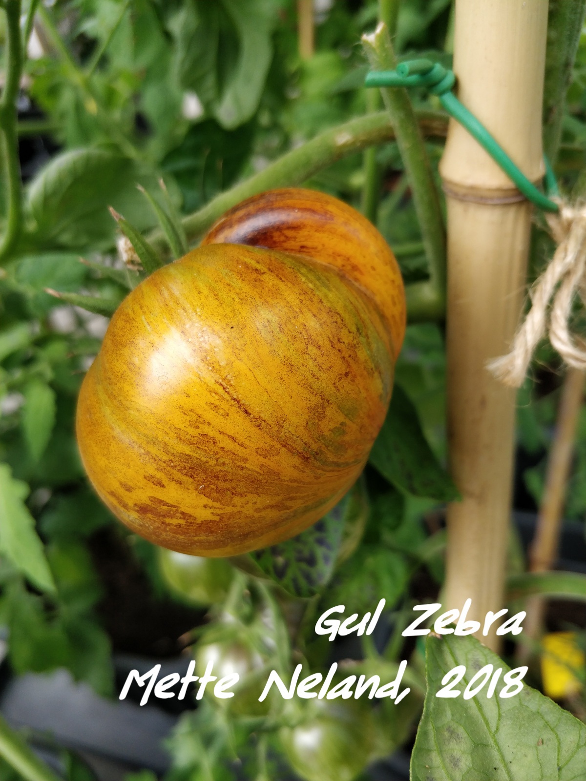 Gul Zebra - en ustabil Tom Wagner tomat - GourmetTomater