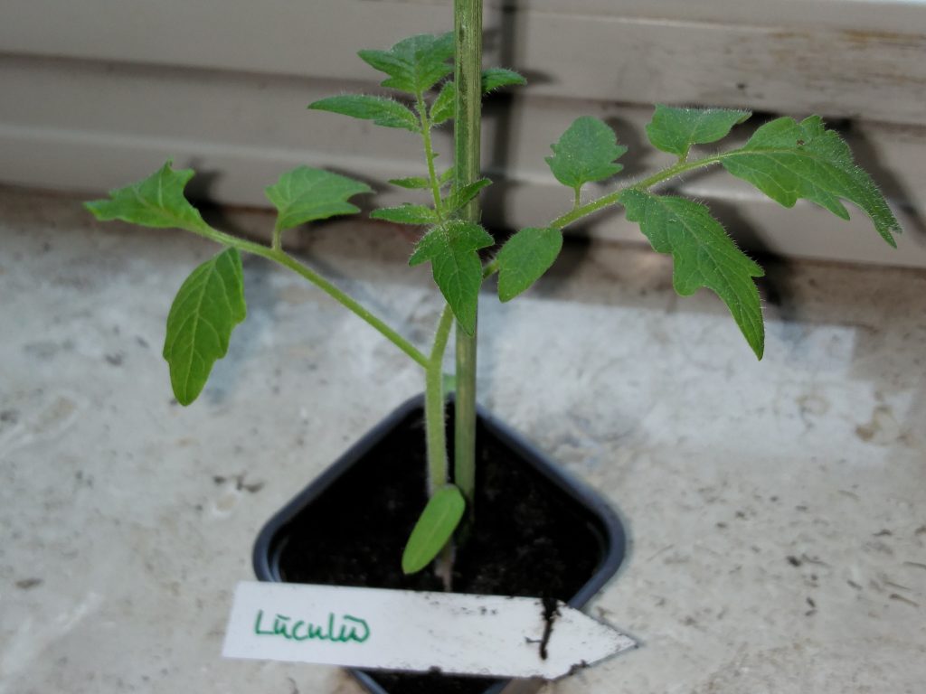 Lucullus - GourmetTomater
