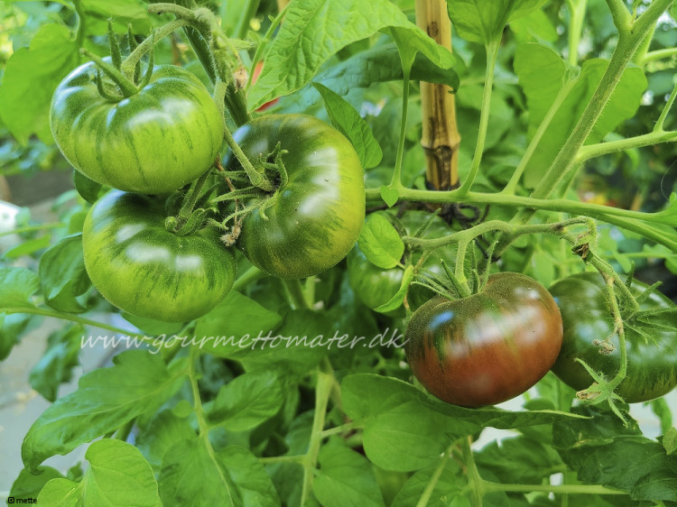 Mikado Black - GourmetTomater