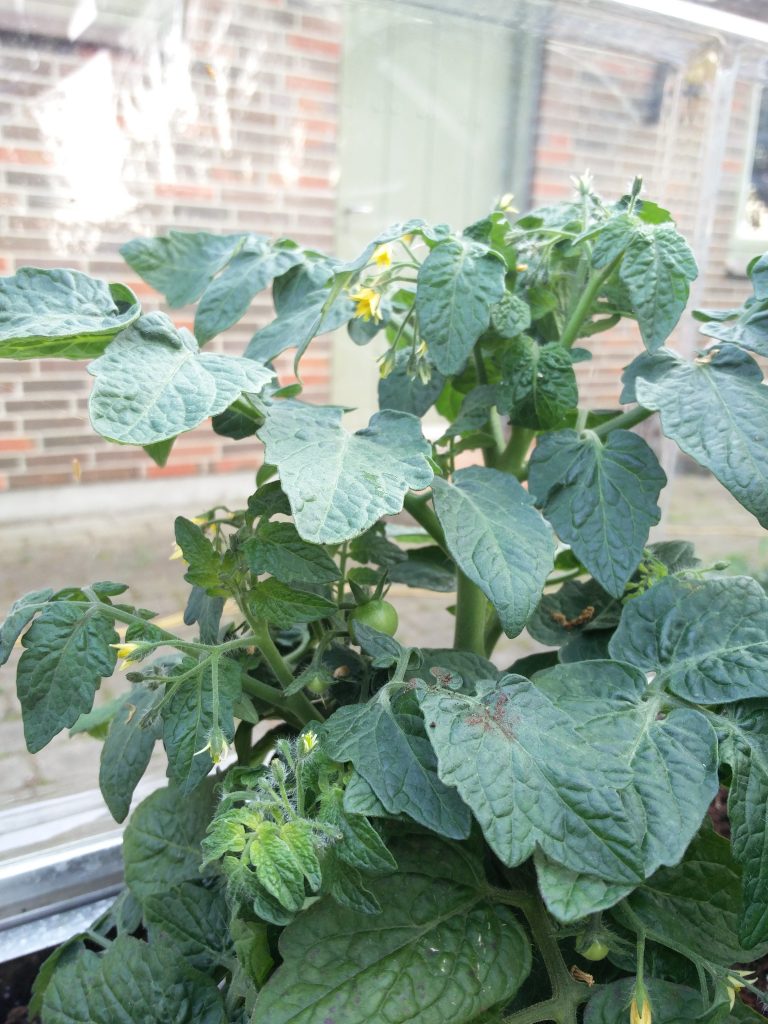 Red Robin - GourmetTomater