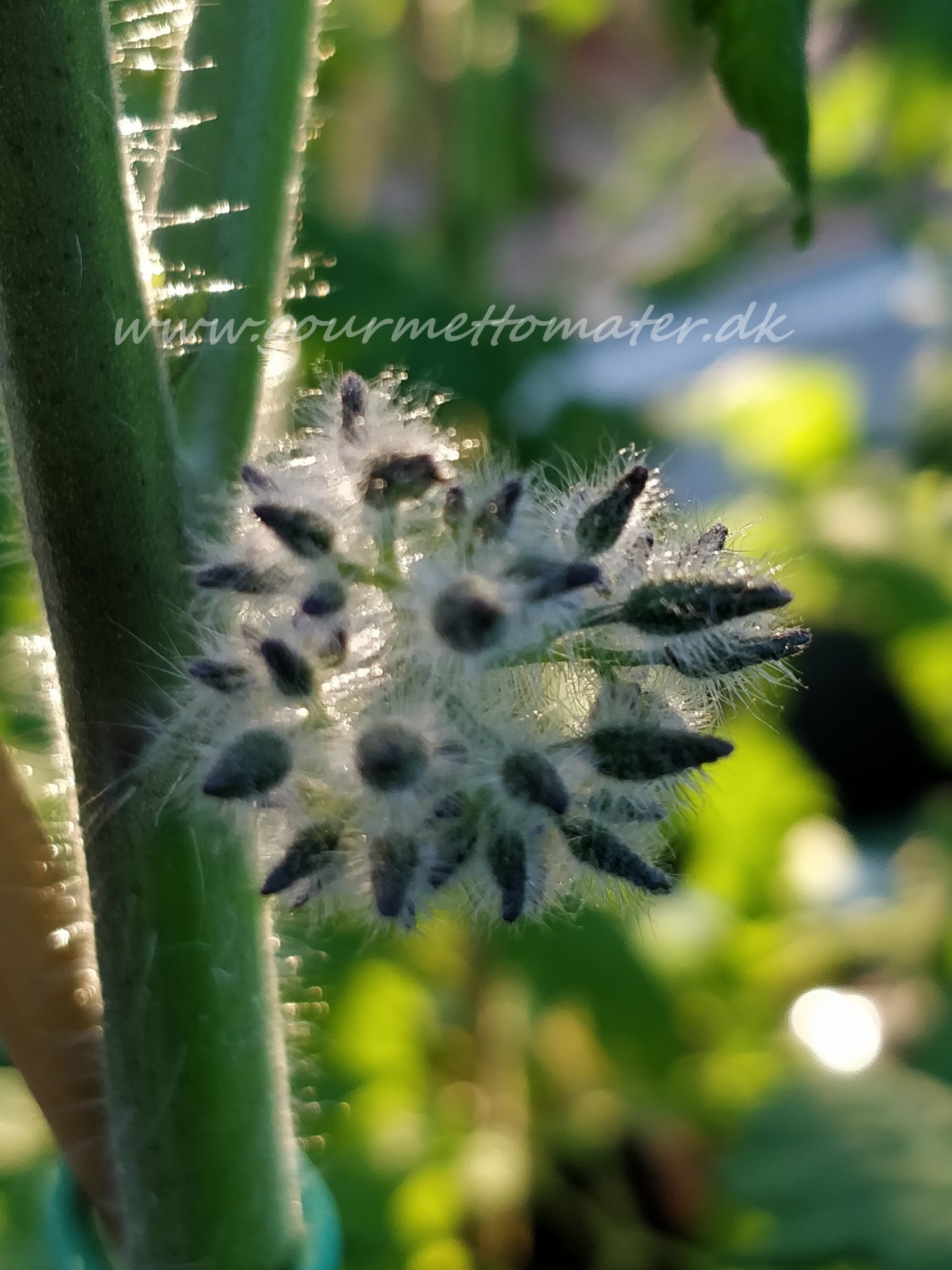 Rose Quartz Multiflora - GourmetTomater