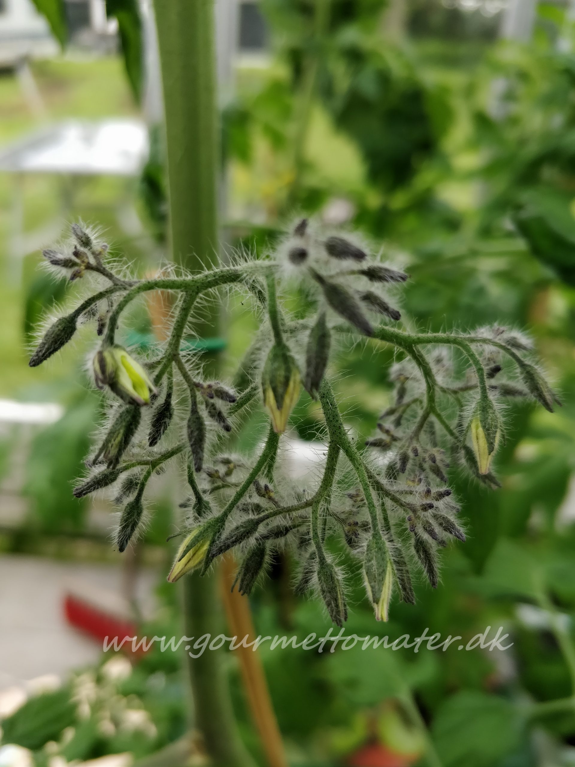 Rose Quartz Multiflora - GourmetTomater