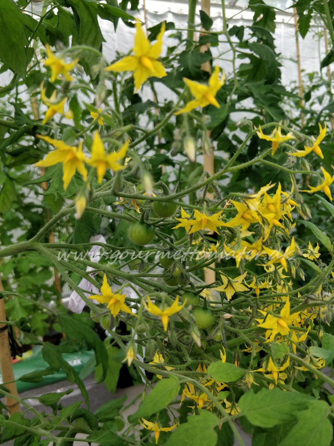 Rose Quartz Multiflora - GourmetTomater