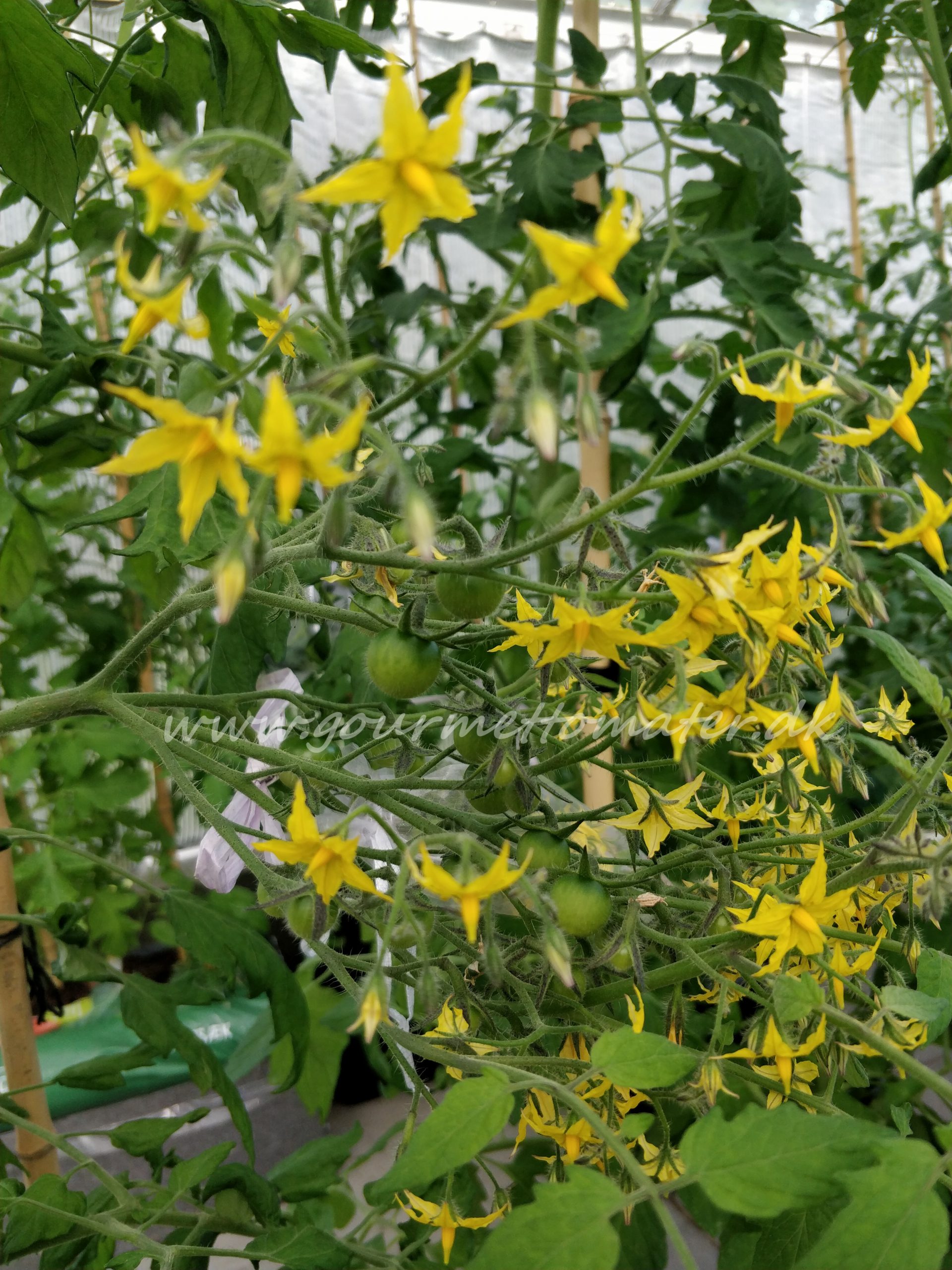 Rose Quartz Multiflora - GourmetTomater