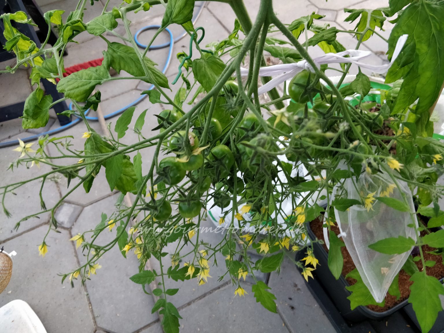 Rose Quartz Multiflora - GourmetTomater