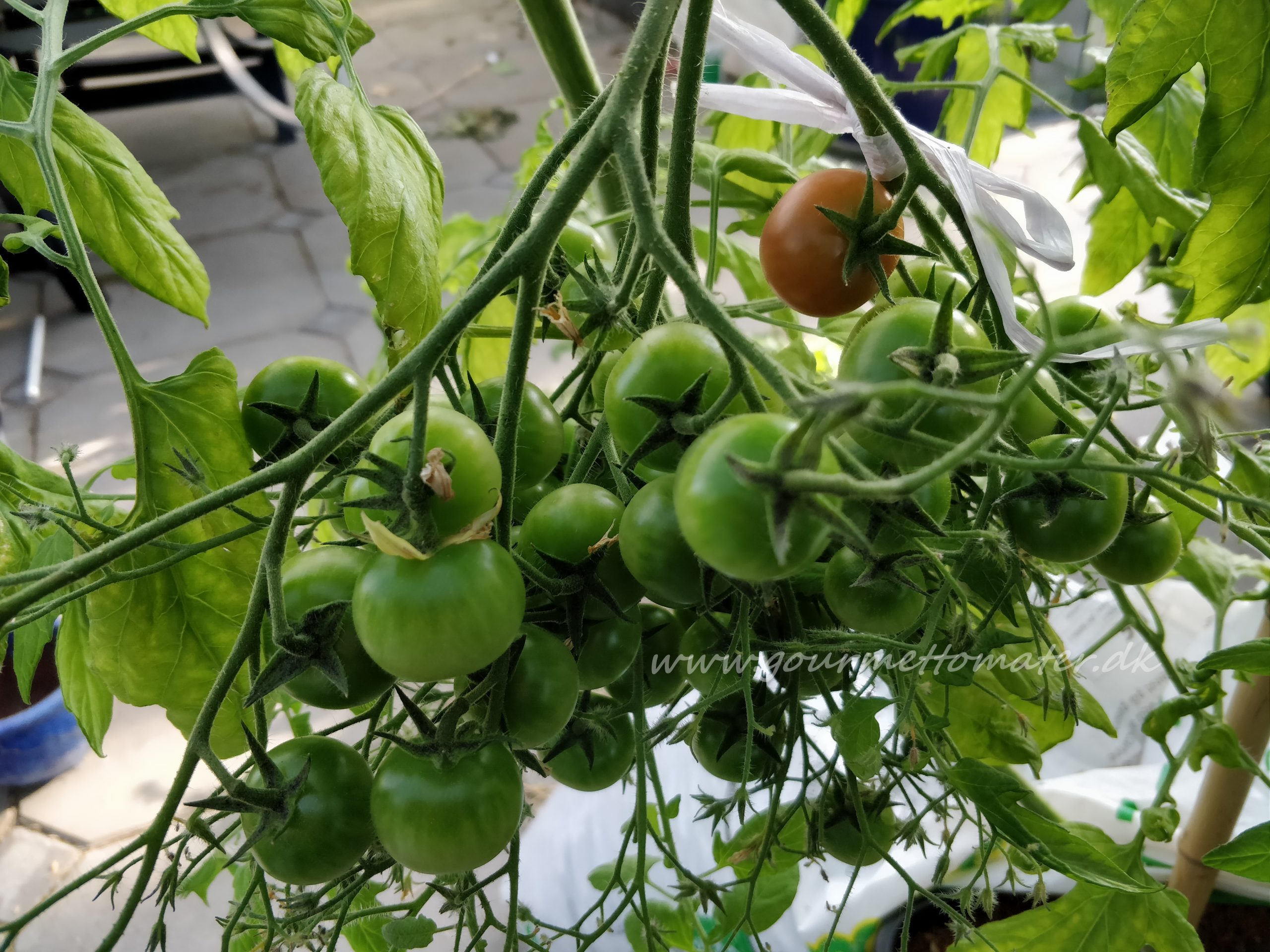 Rose Quartz Multiflora - GourmetTomater