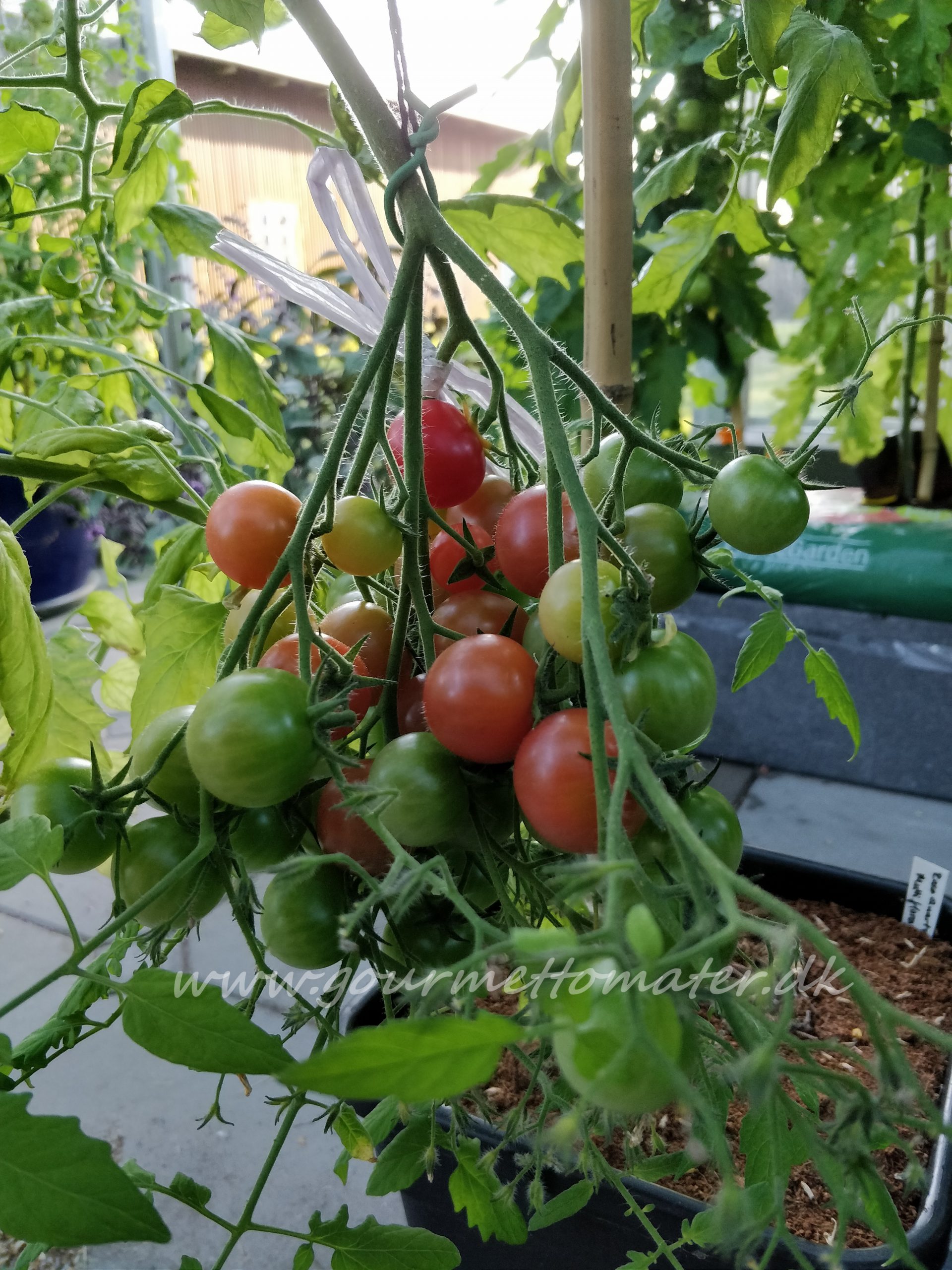 Rose Quartz Multiflora - GourmetTomater