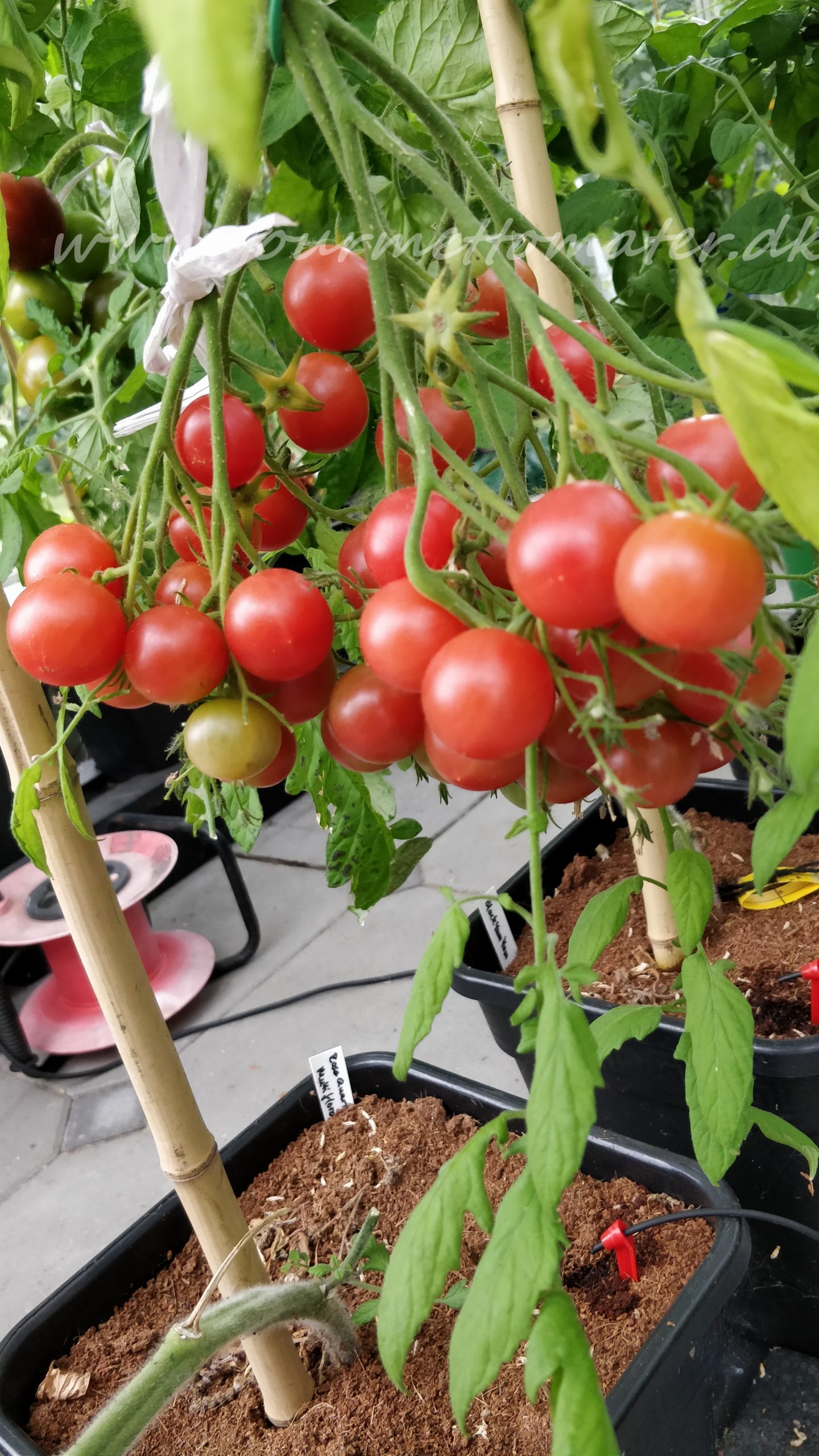 Rose Quartz Multiflora - GourmetTomater