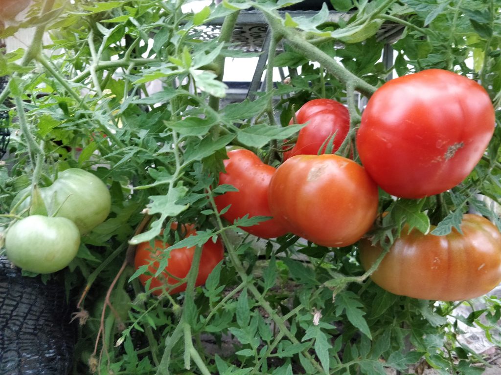 Silvery Fir Tree - en smuk gulerodsbladet tomatsort - GourmetTomater