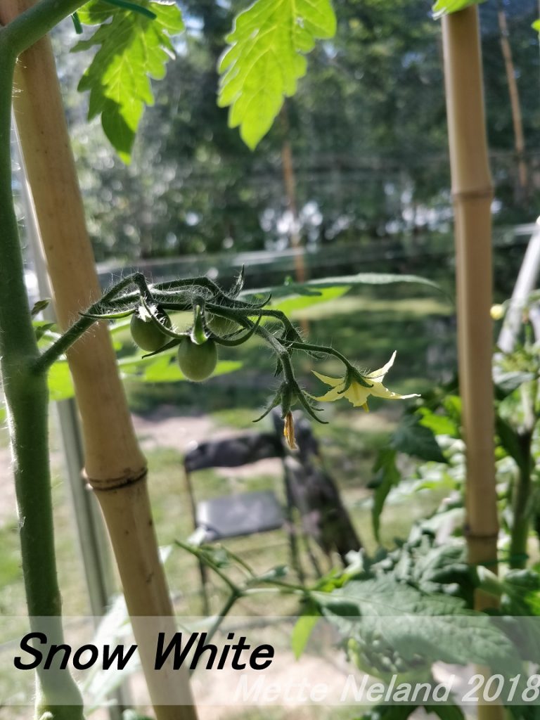 Snow White - GourmetTomater