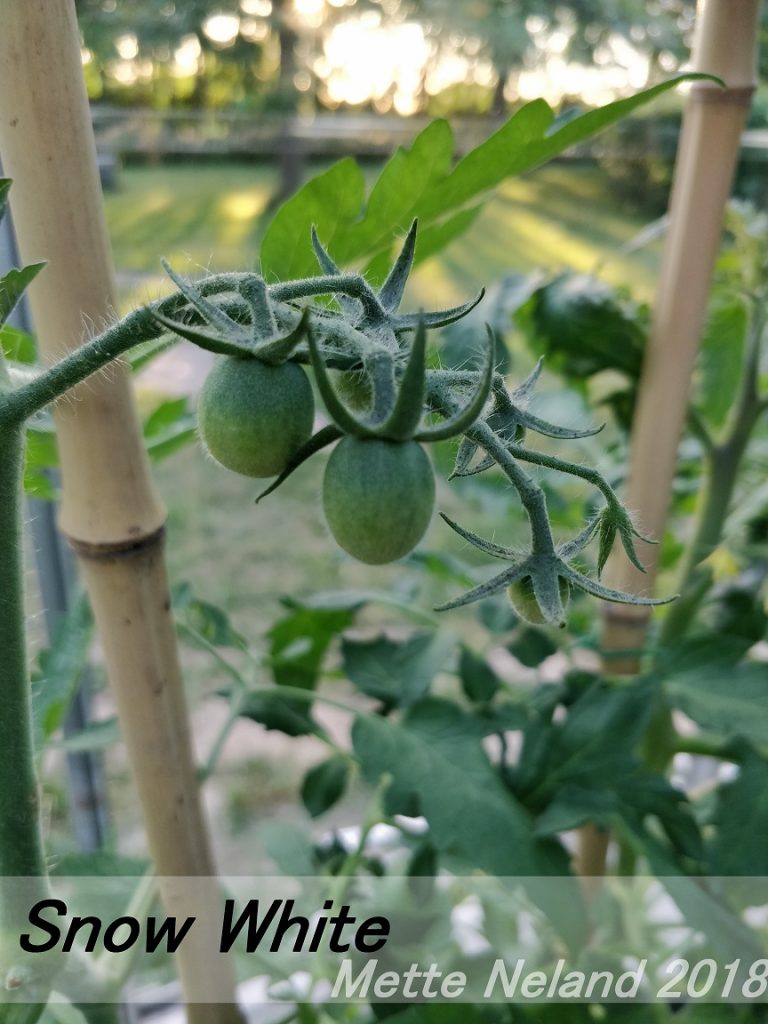 Snow White - GourmetTomater