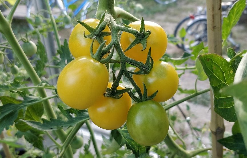 Snow White - GourmetTomater