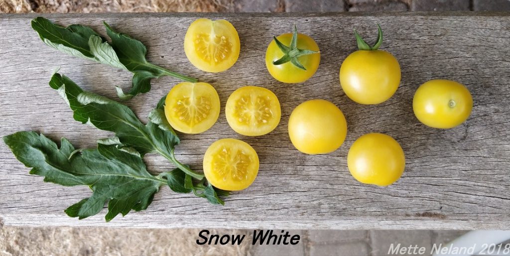 Snow White - GourmetTomater
