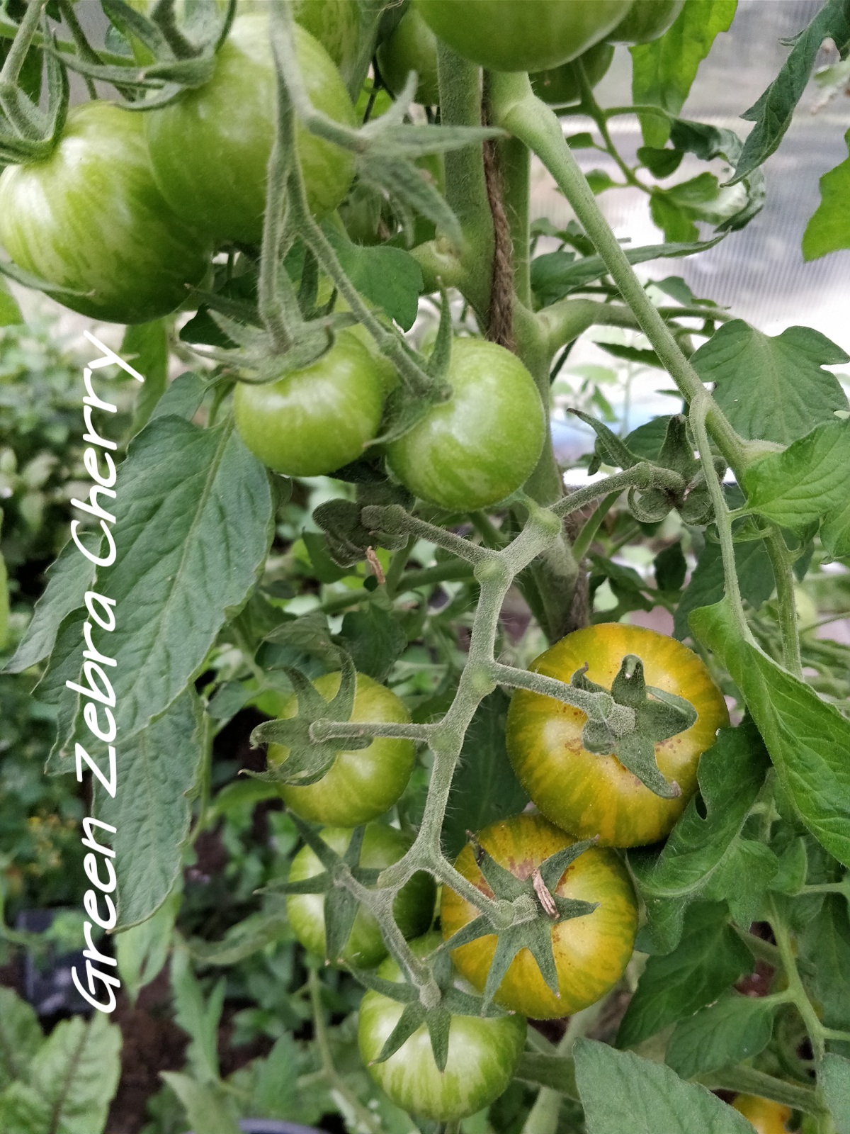 Green Zebra Cherry - GourmetTomater