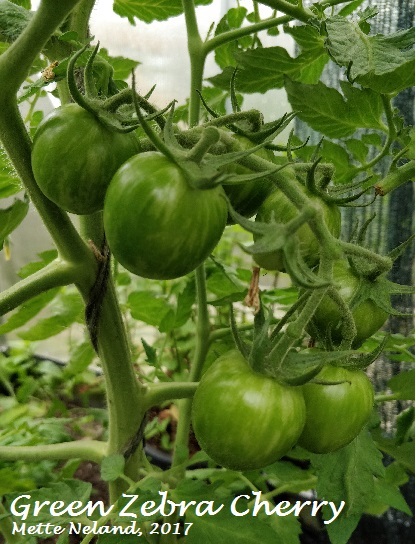 Green Zebra Cherry - GourmetTomater