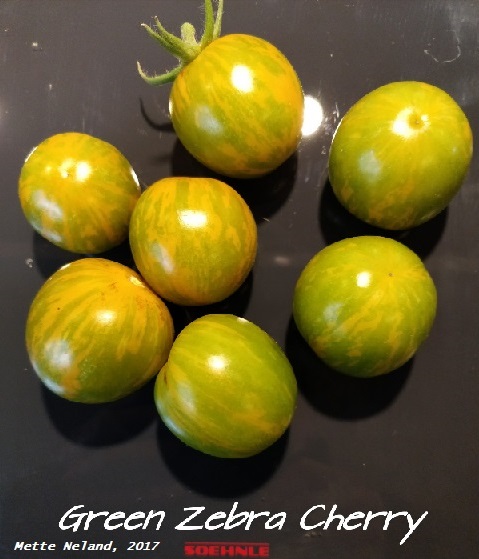 Green Zebra Cherry - GourmetTomater