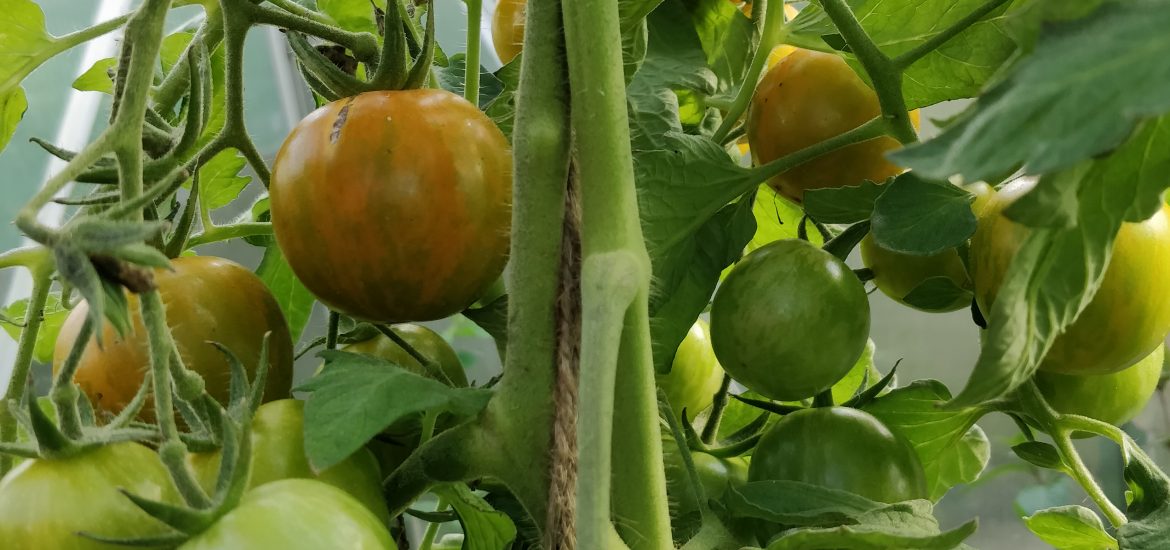 Green Zebra Cherry - GourmetTomater